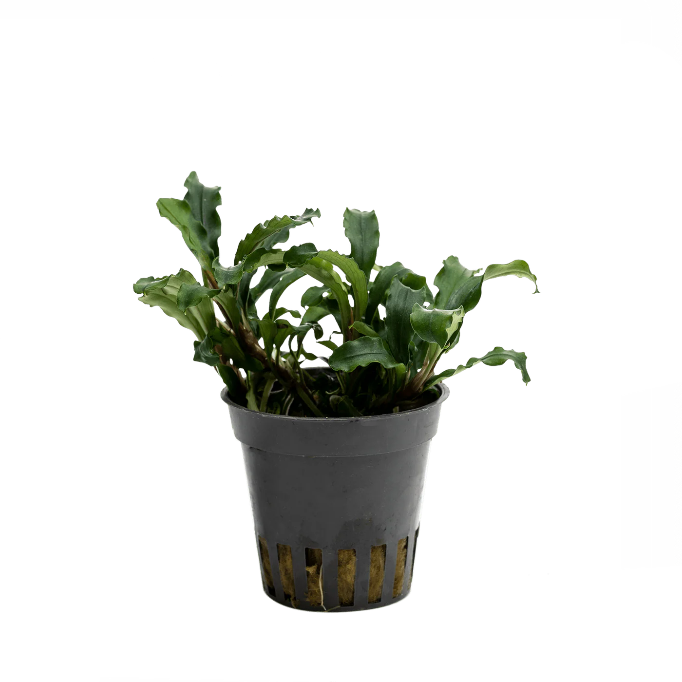 Stoffels Bucephalandra sp. 'Green Velvet' | AQUARIUMTRADER